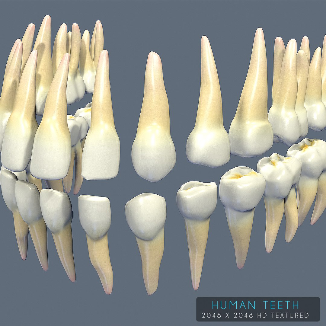 Human Teeth 3d Model
