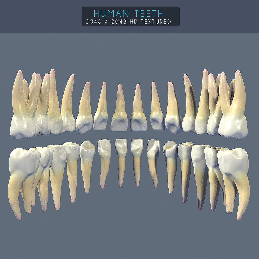 Human Teeth 3d Model