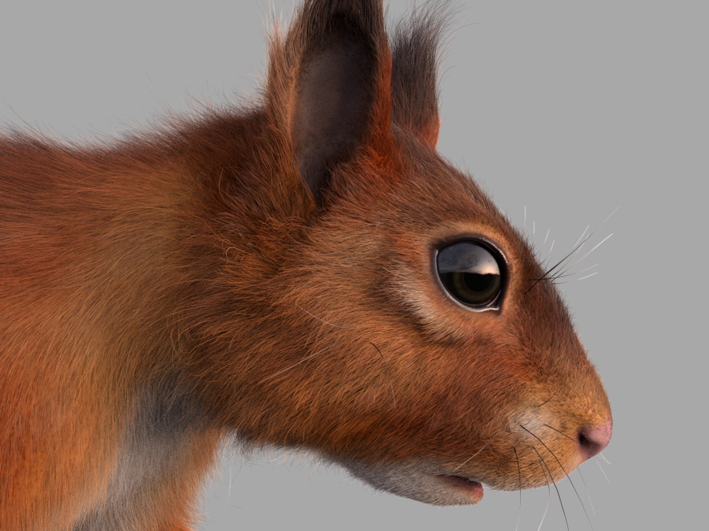 3D Red Squirrel Model - TurboSquid 1224122