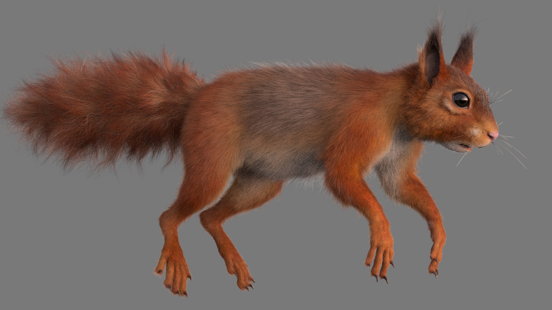 3D Red Squirrel Model - TurboSquid 1224122