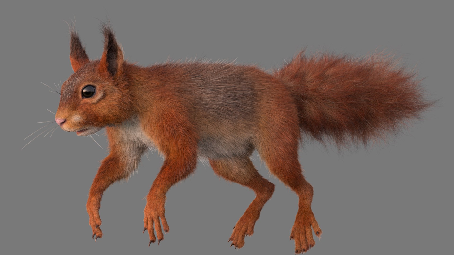 3D Red Squirrel Model - TurboSquid 1224122