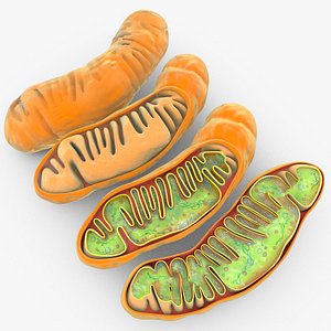 clay mitochondria