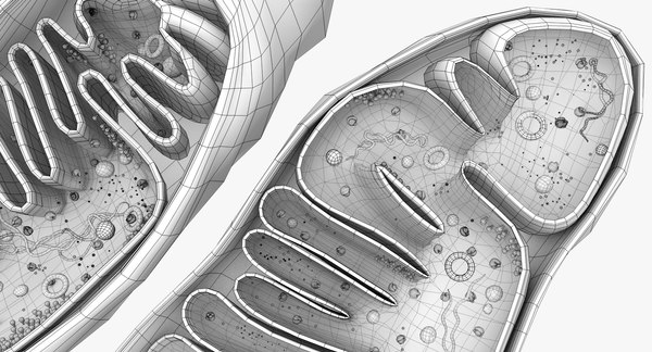 Mitochondria dna ribosomes model - TurboSquid 1194922