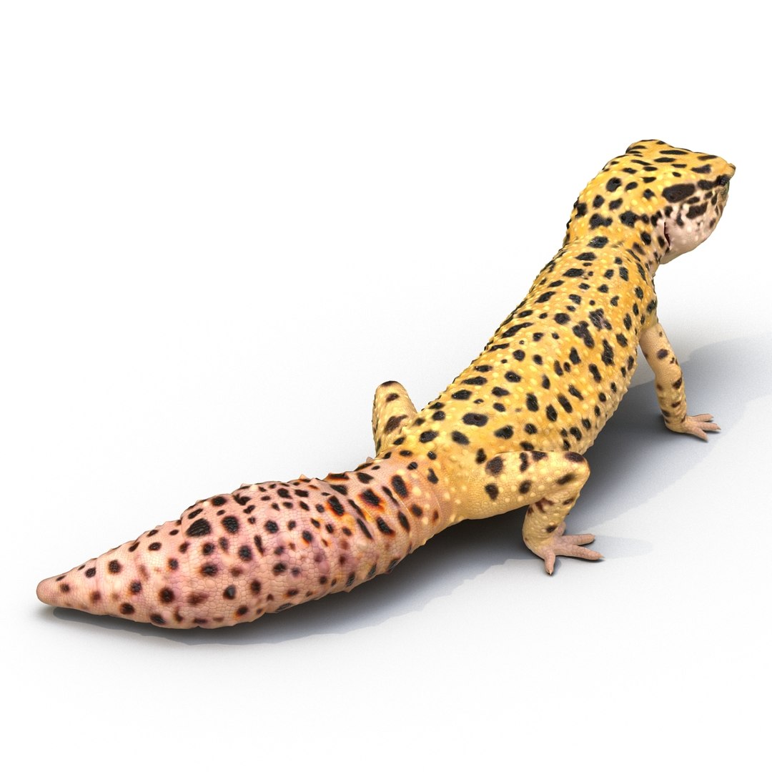 leopard gecko pose 2 3d c4d