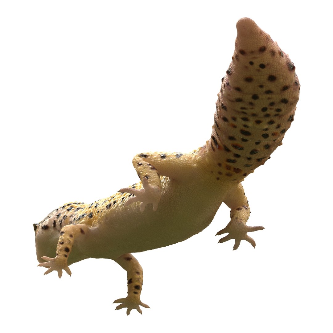leopard gecko pose 2 3d c4d