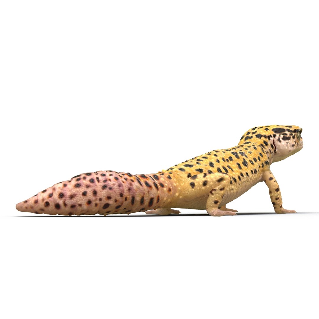 leopard gecko pose 2 3d c4d