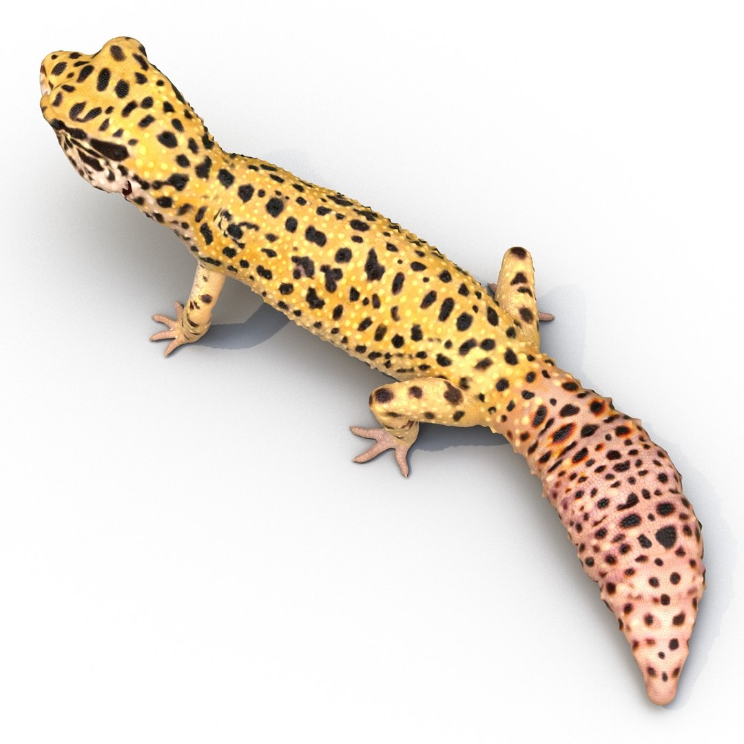 leopard gecko pose 2 3d c4d