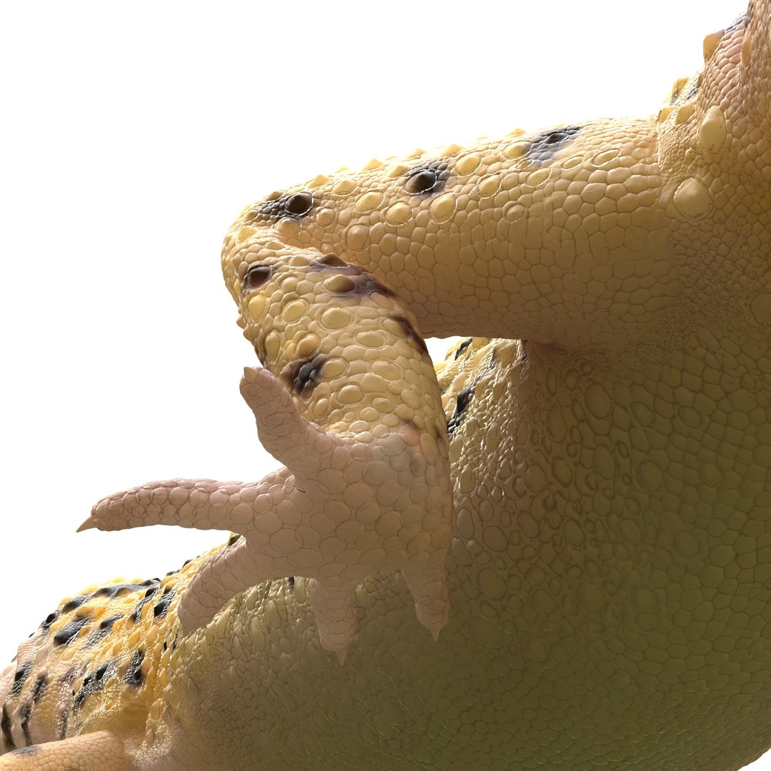 leopard gecko pose 2 3d c4d