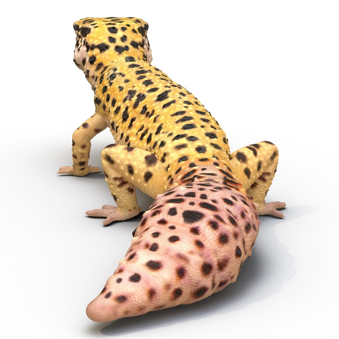 leopard gecko pose 2 3d c4d