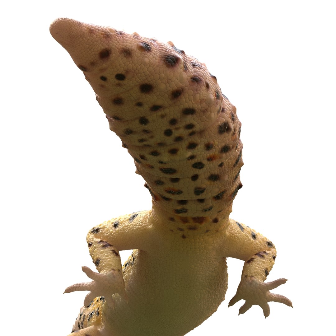 leopard gecko pose 2 3d c4d