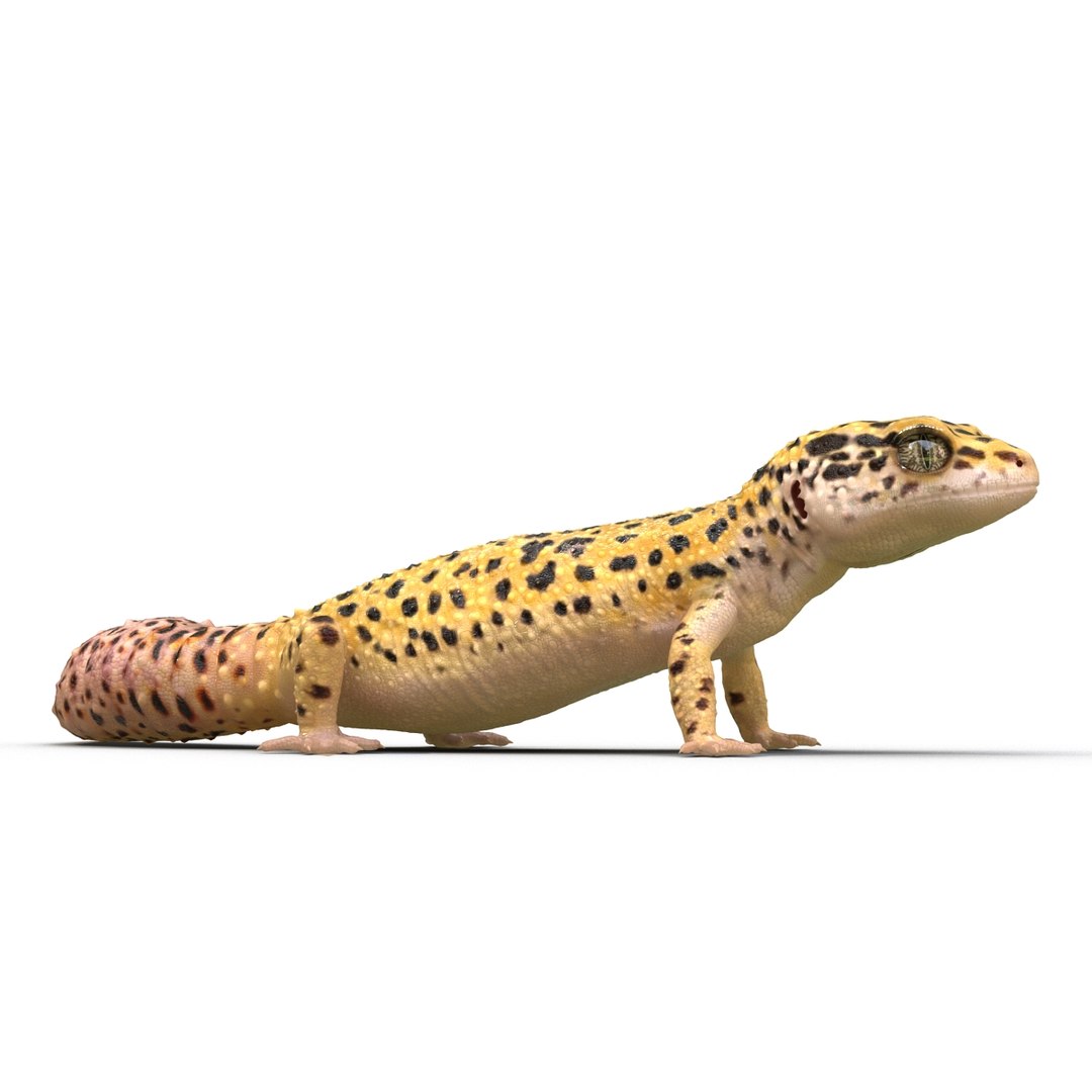leopard gecko pose 2 3d c4d