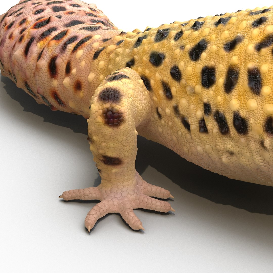 leopard gecko pose 2 3d c4d