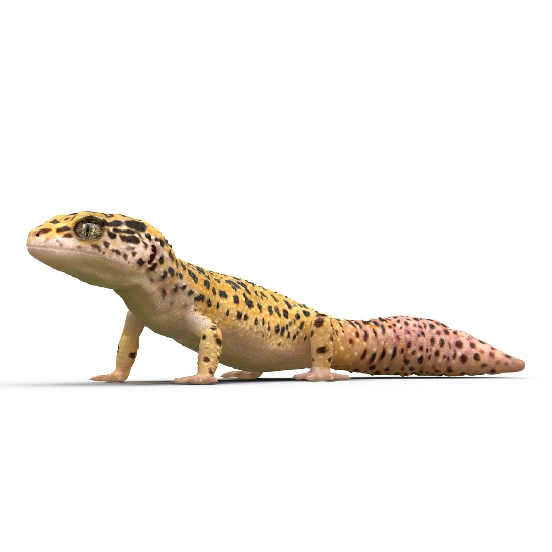 leopard gecko pose 2 3d c4d