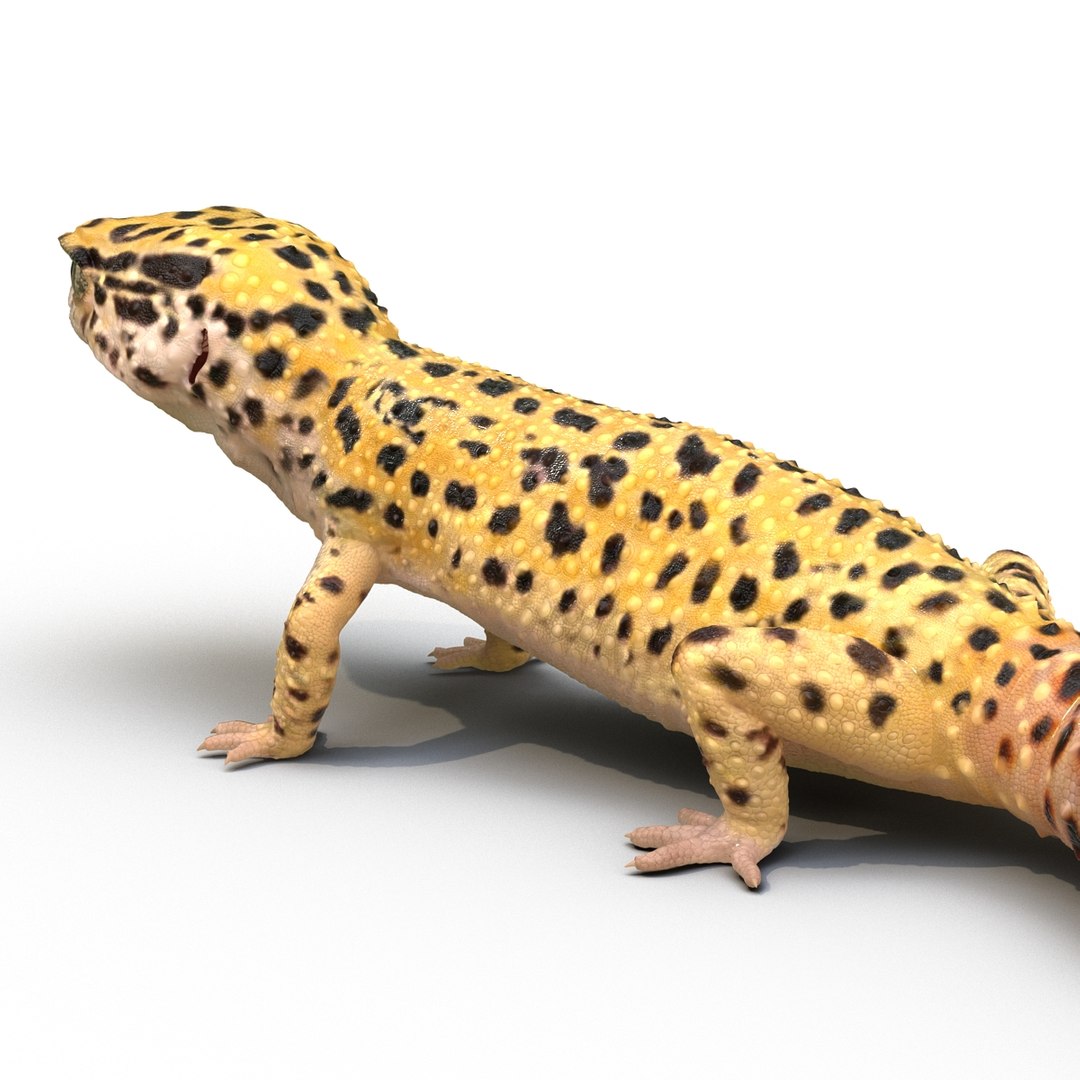 leopard gecko pose 2 3d c4d