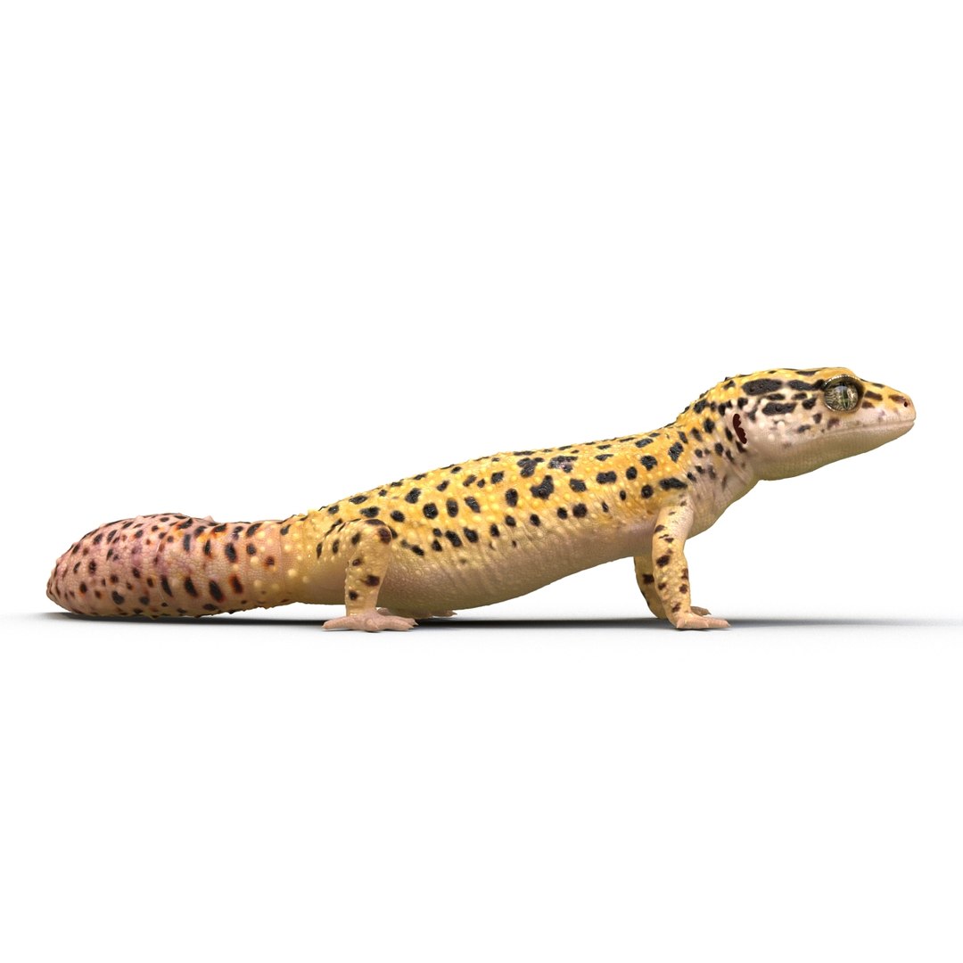 leopard gecko pose 2 3d c4d