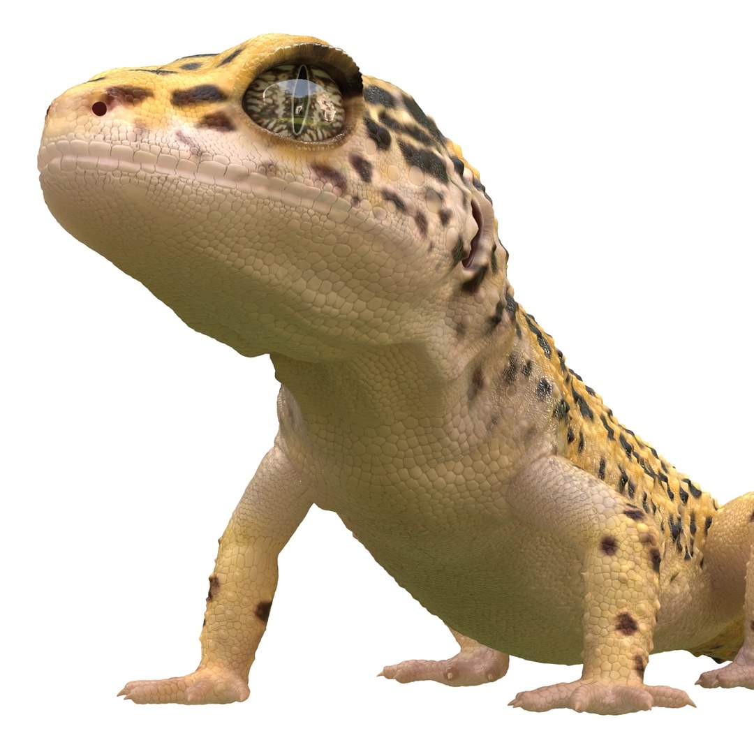 leopard gecko pose 2 3d c4d