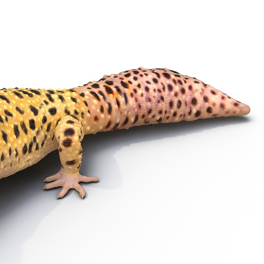 leopard gecko pose 2 3d c4d