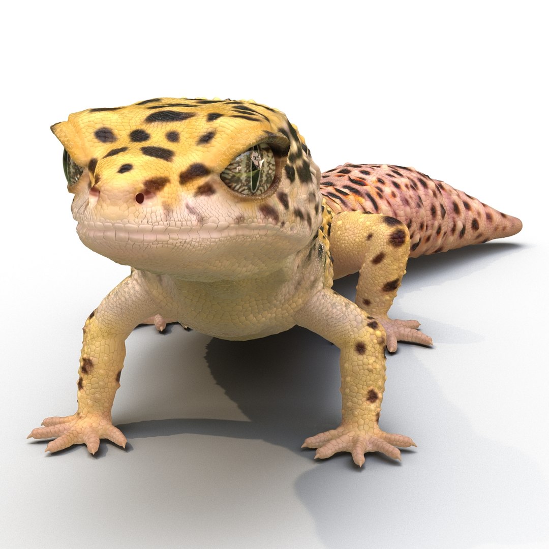 leopard gecko pose 2 3d c4d
