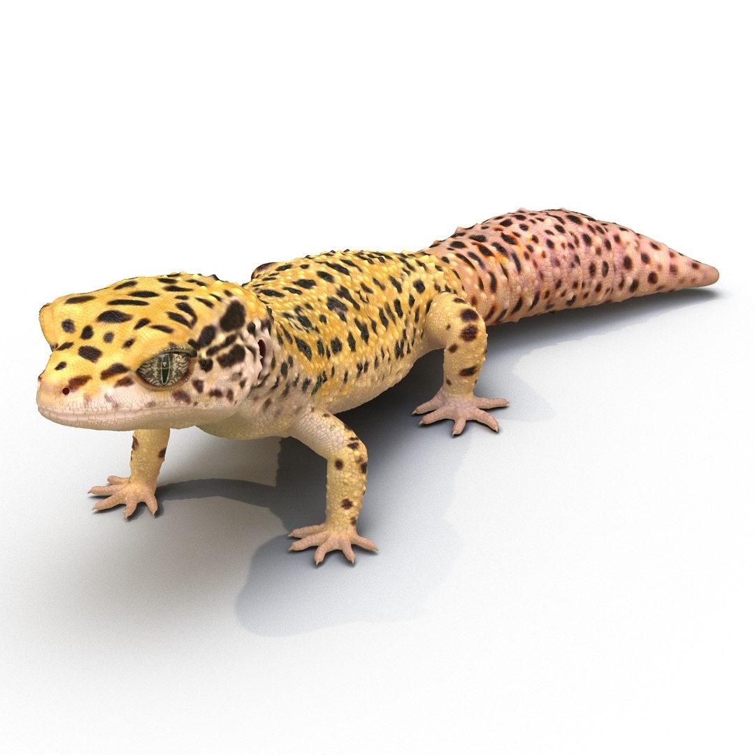 leopard gecko pose 2 3d c4d
