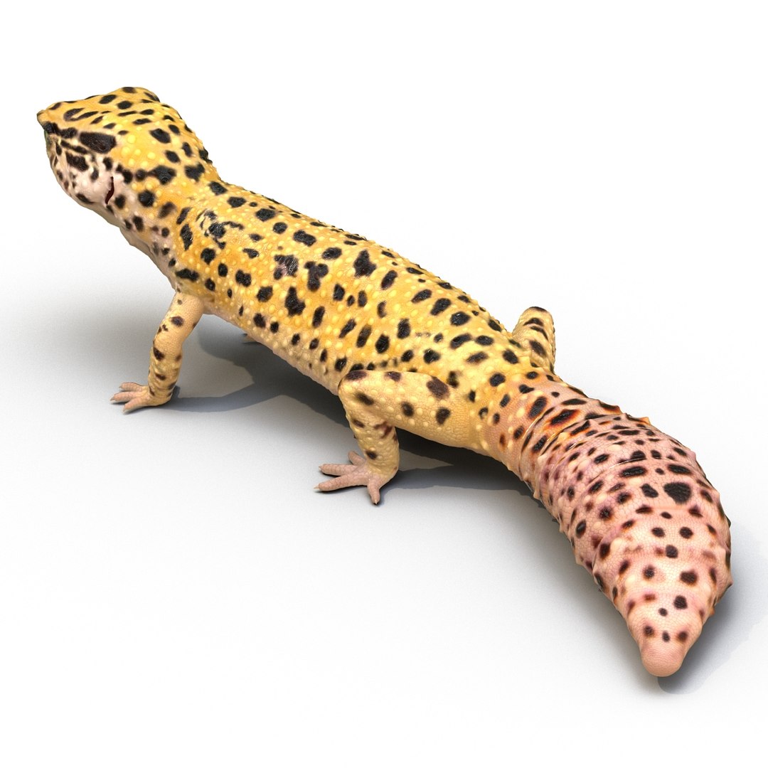 leopard gecko pose 2 3d c4d
