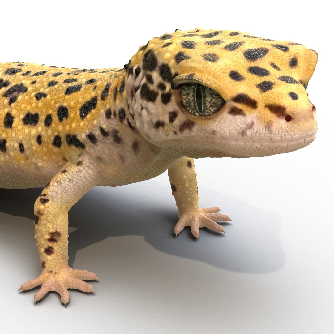 leopard gecko pose 2 3d c4d