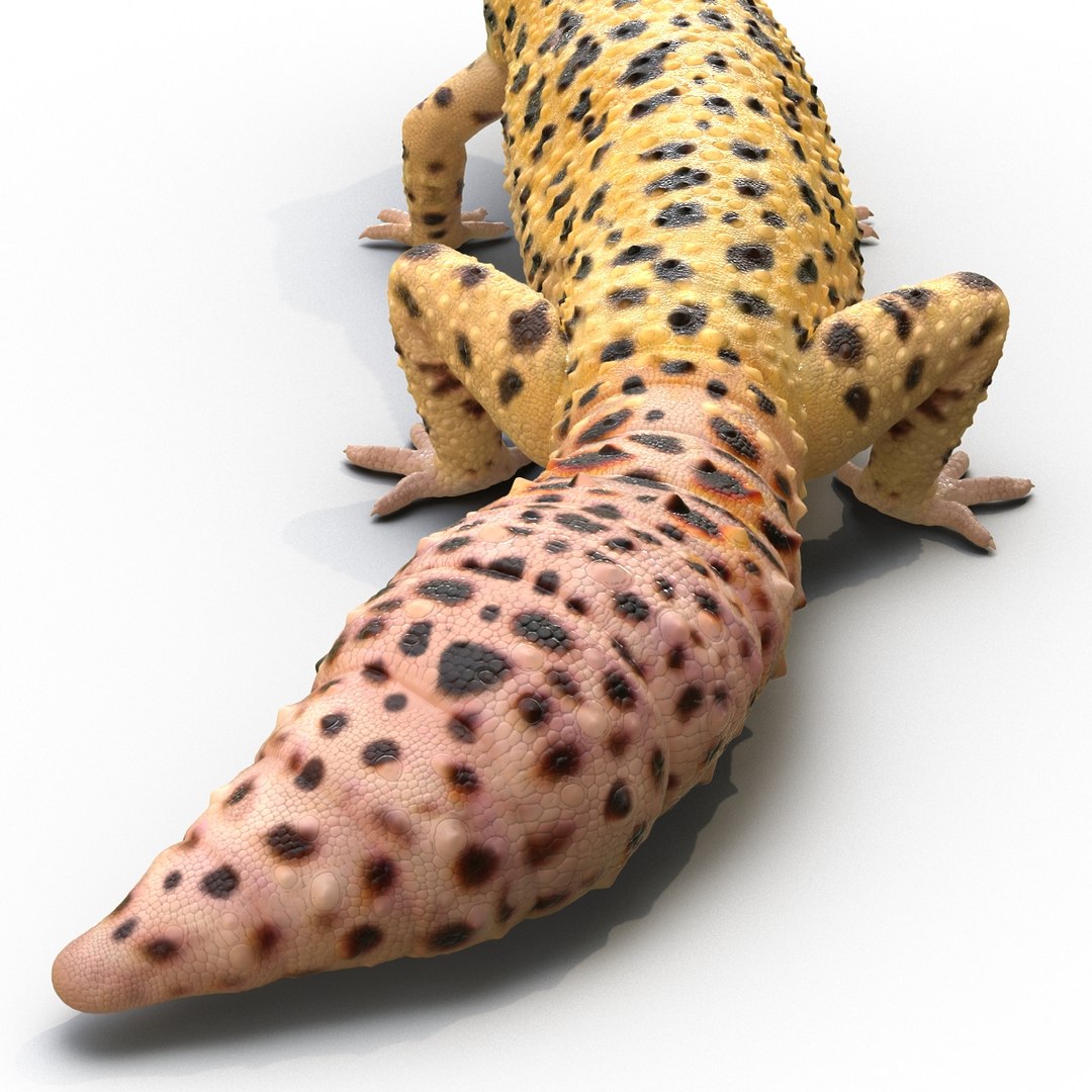 leopard gecko pose 2 3d c4d