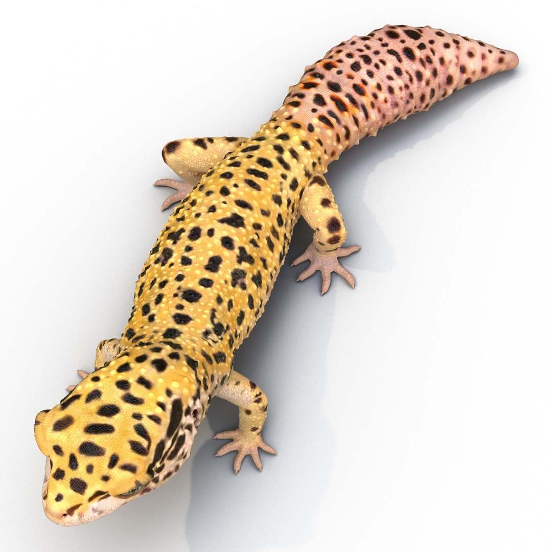 leopard gecko pose 2 3d c4d