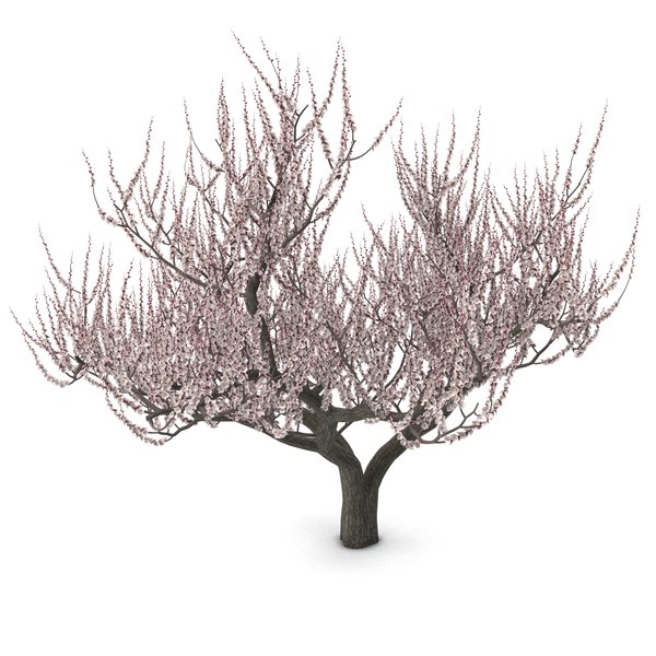 3ds max apricot tree bloom