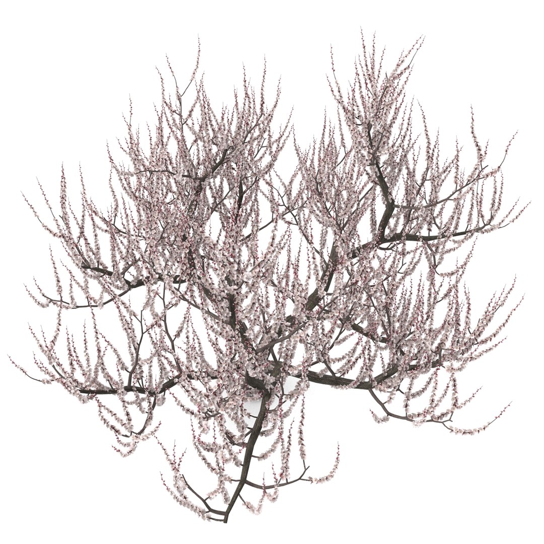 3ds Max Apricot Tree Bloom