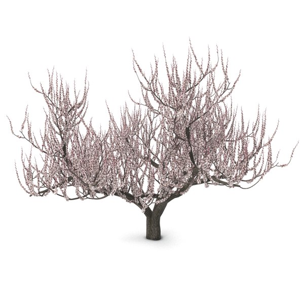 3ds max apricot tree bloom