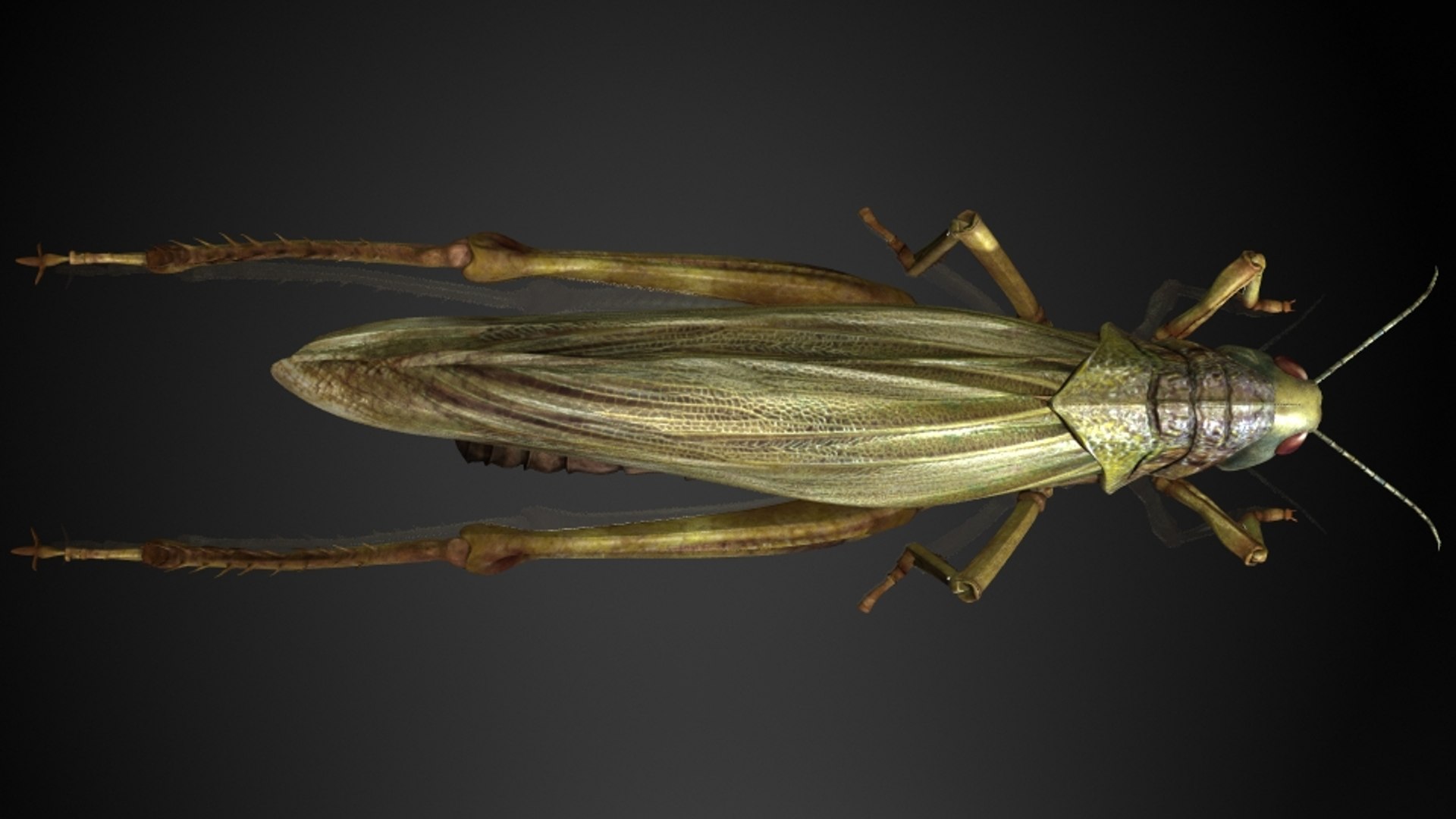 Locusts Model - TurboSquid 1313912
