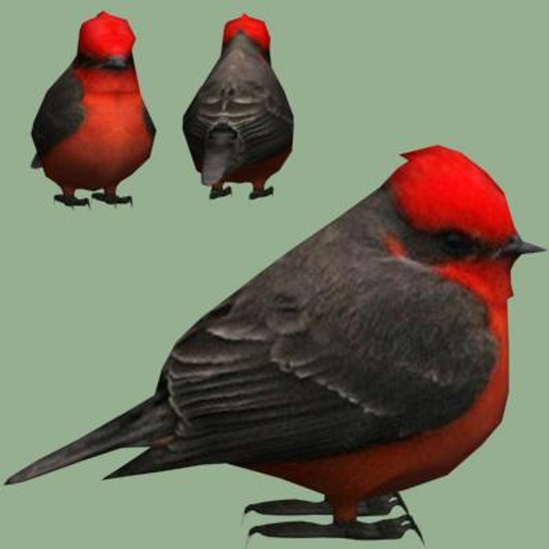 3d Model Vermilion Flycatcher