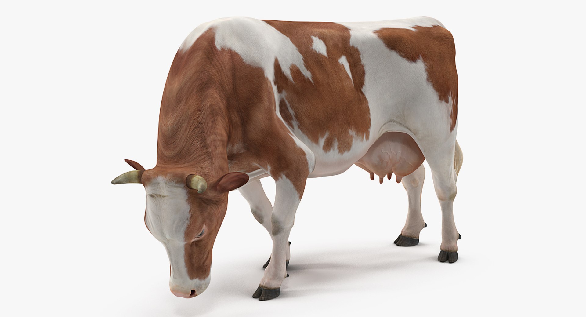 3D holstein cow eating pose - TurboSquid 1248826