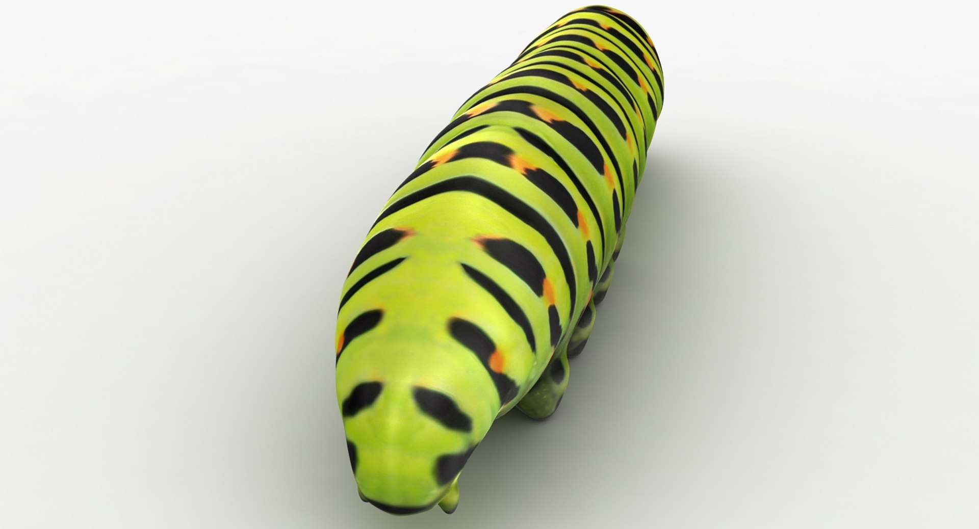 Realistic Caterpillars Model - TurboSquid 1173458