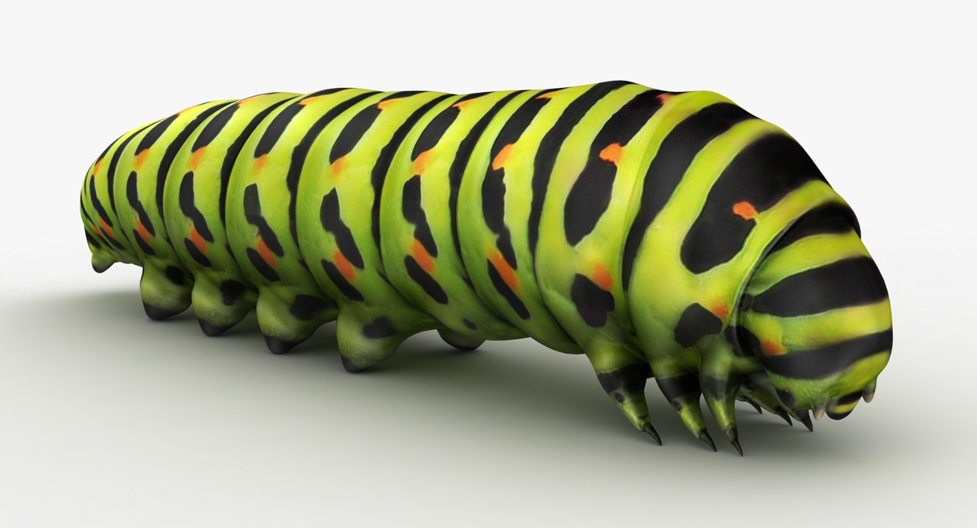 Realistic Caterpillars Model - TurboSquid 1173458
