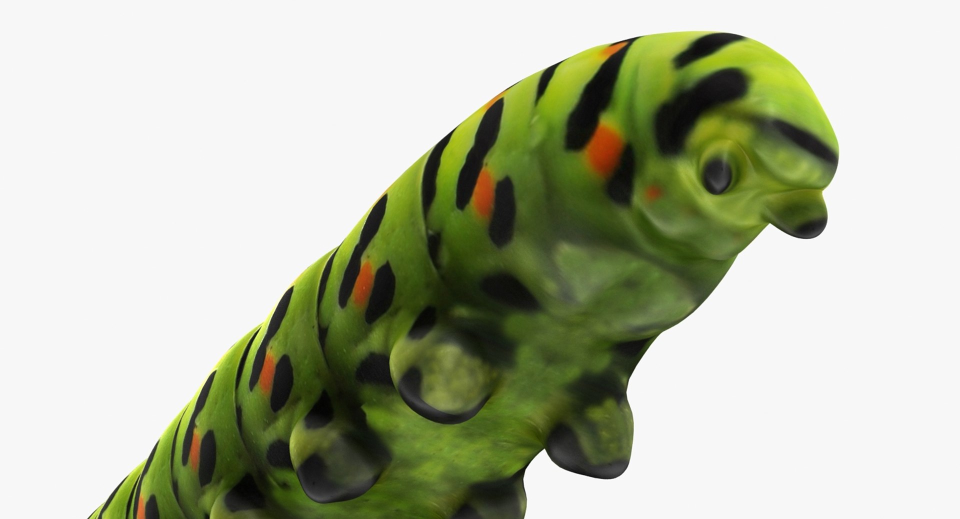 Realistic Caterpillars Model - TurboSquid 1173458