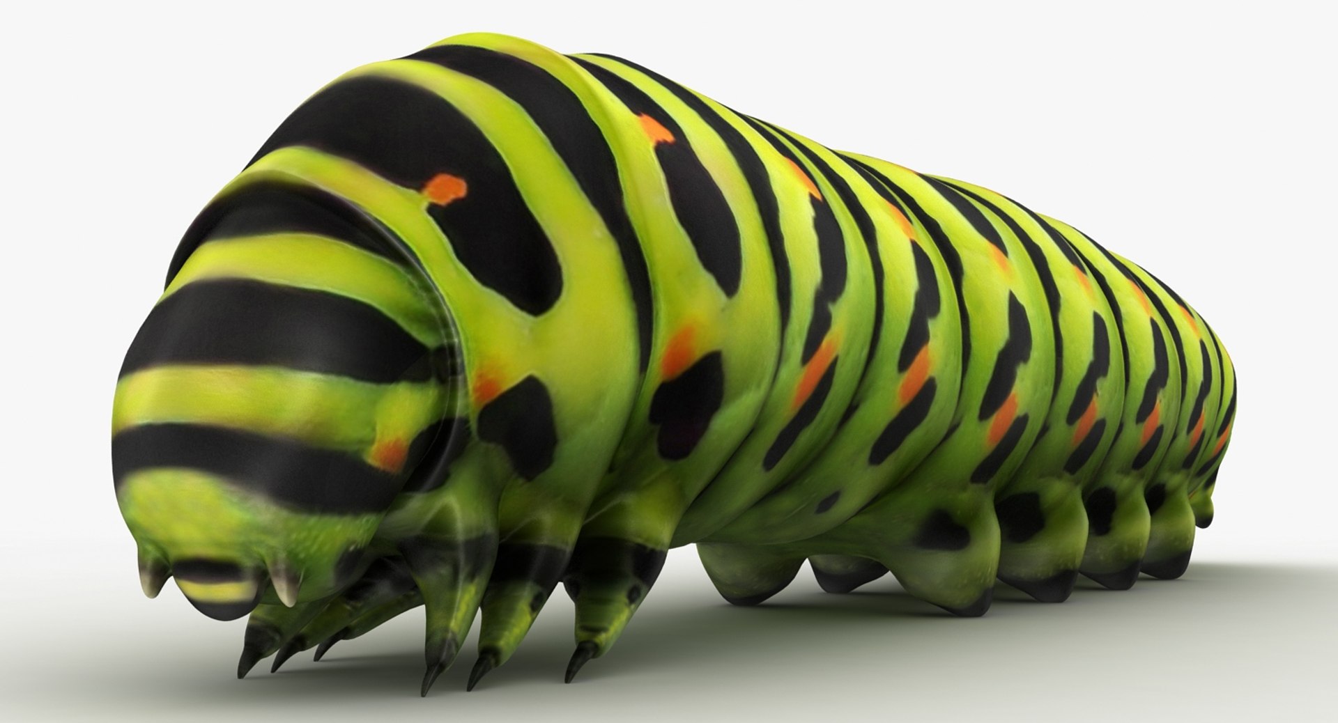 Realistic Caterpillars Model - TurboSquid 1173458
