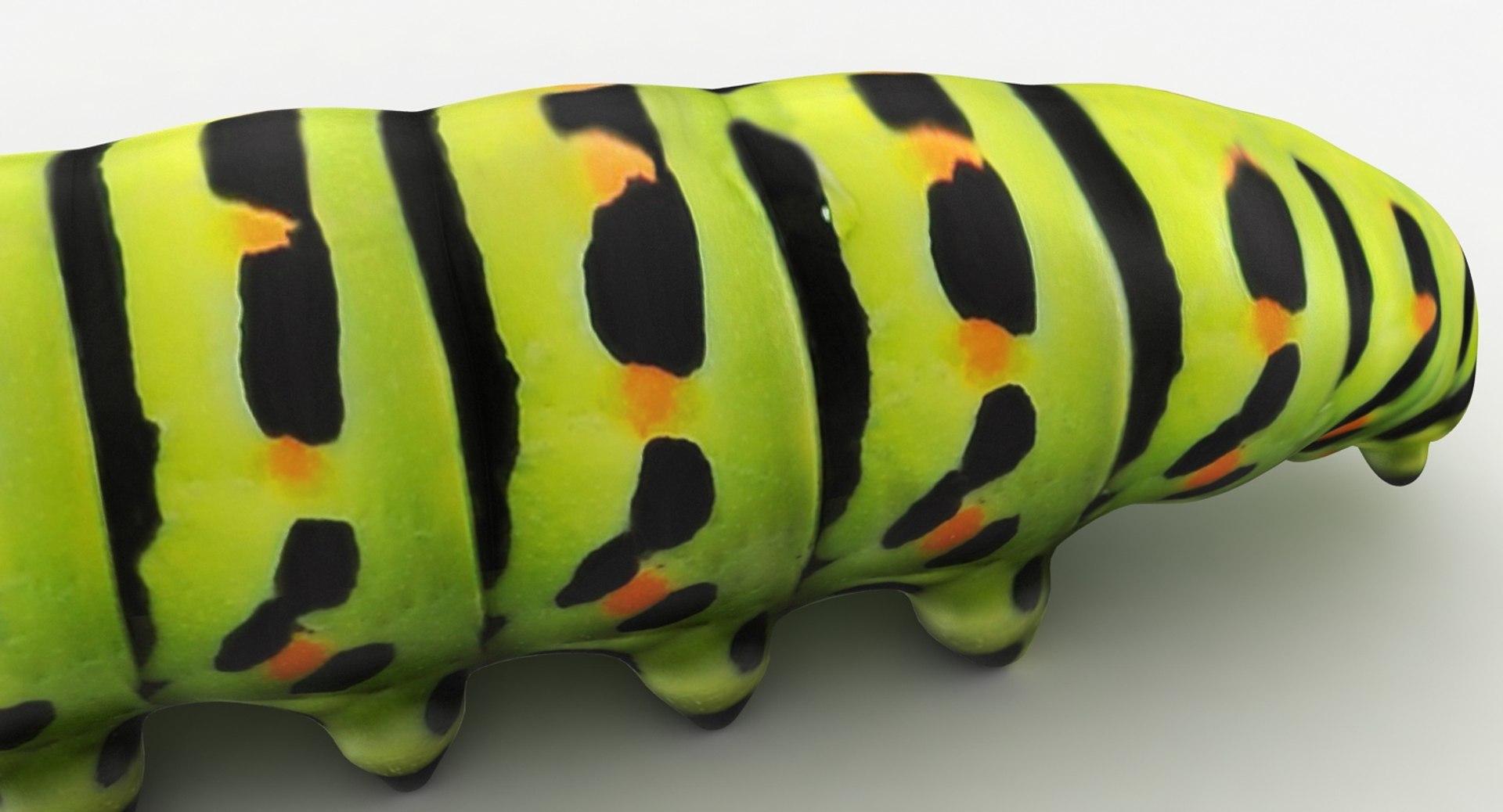 Realistic Caterpillars Model - TurboSquid 1173458