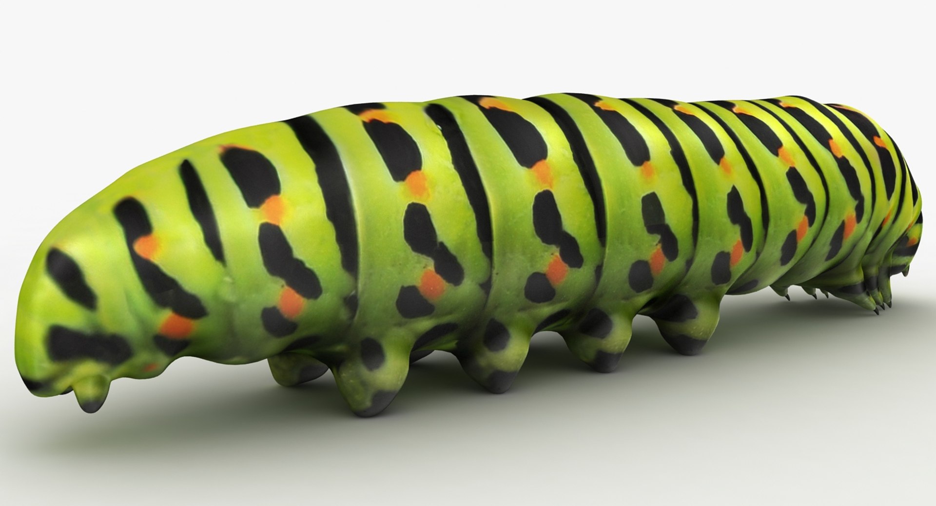 Realistic Caterpillars Model - TurboSquid 1173458