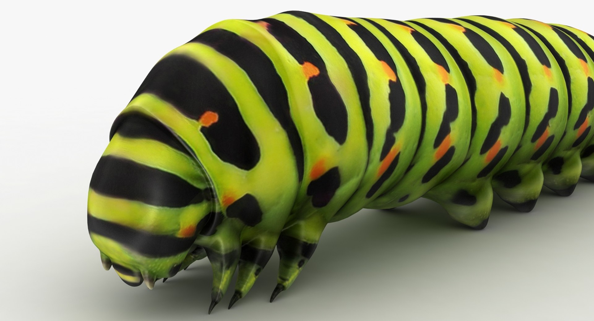 Realistic Caterpillars Model - TurboSquid 1173458