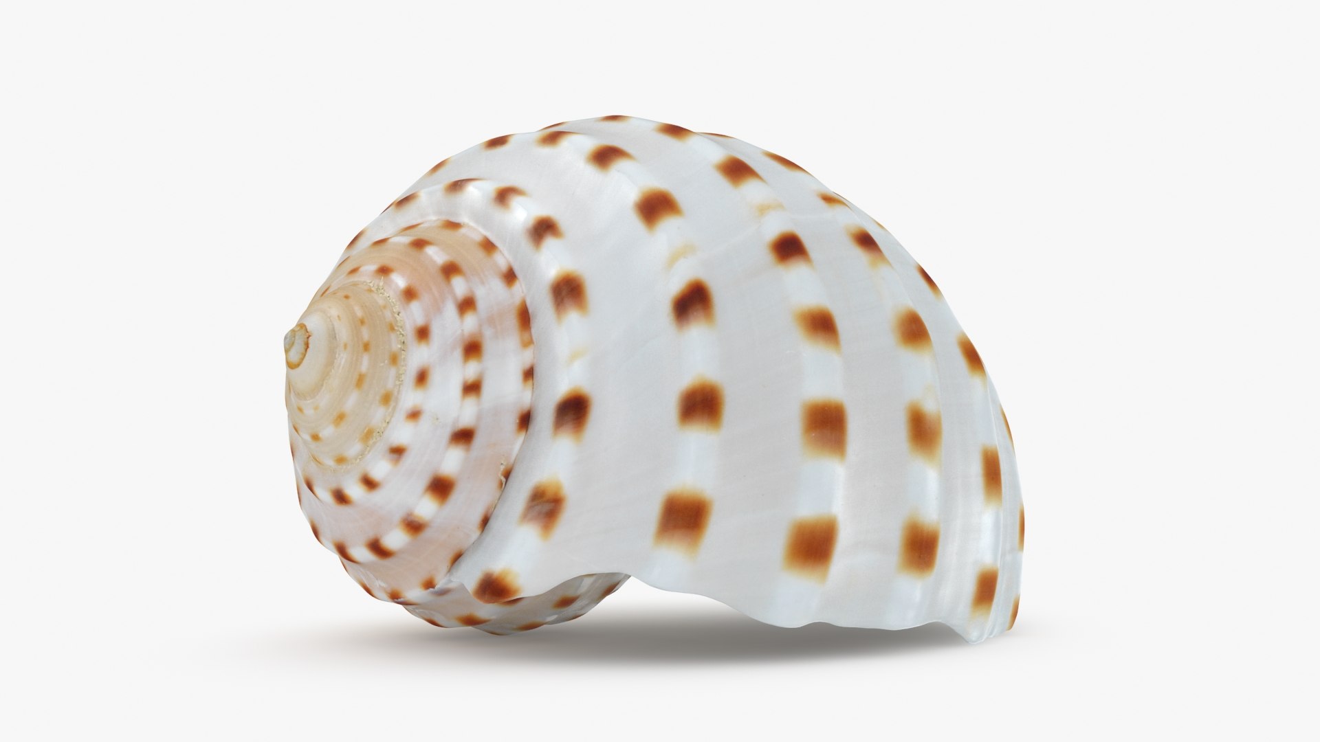 3D Tonna Tessellata - TurboSquid 2183853