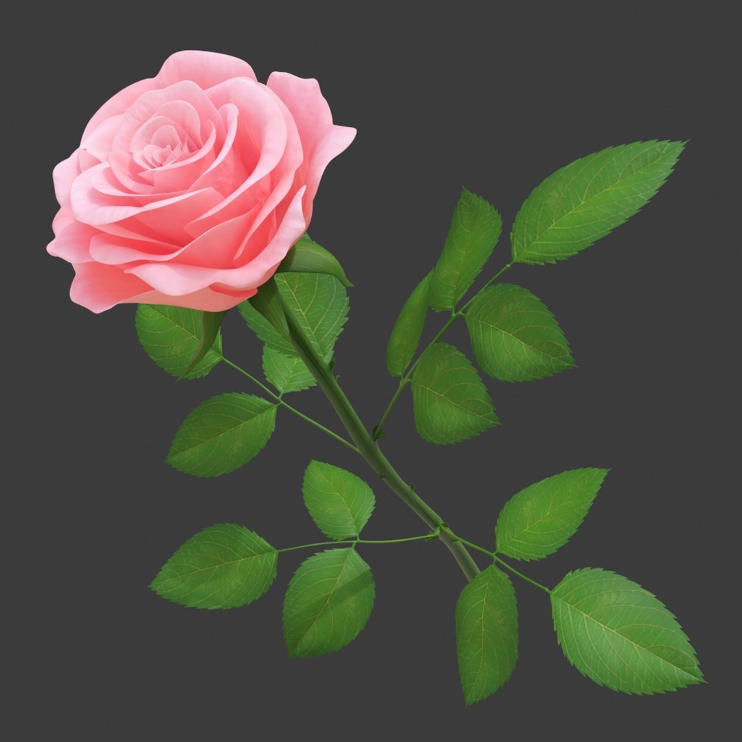 Rose 3D Model - TurboSquid 1152325