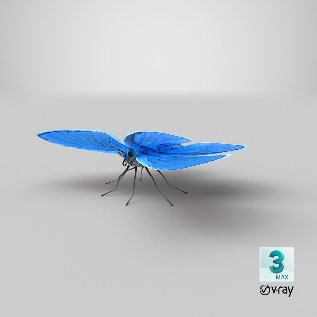 3D model realistic common blue butterfly - TurboSquid 1270992