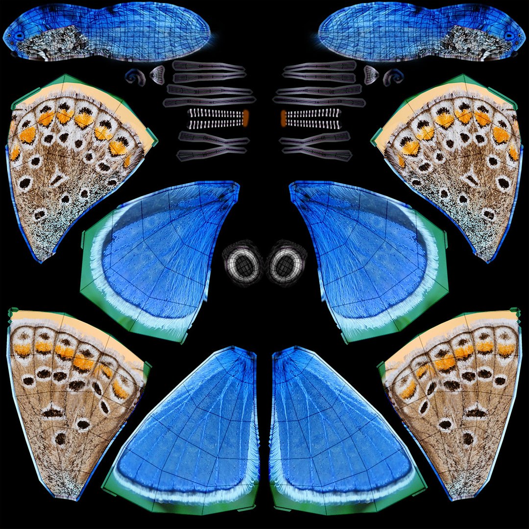 3D model realistic common blue butterfly - TurboSquid 1270992