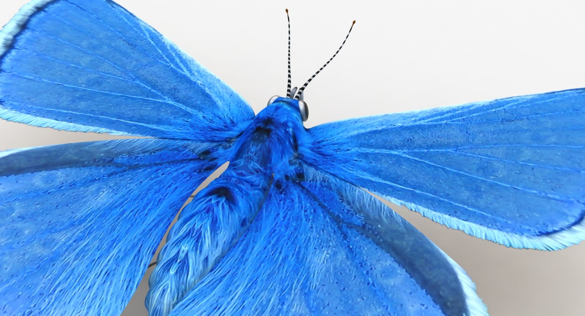 3D Model Realistic Common Blue Butterfly - TurboSquid 1270992