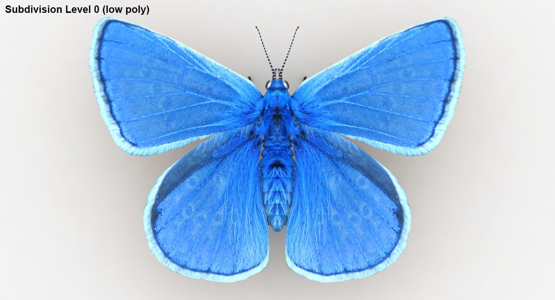3D model realistic common blue butterfly - TurboSquid 1270992