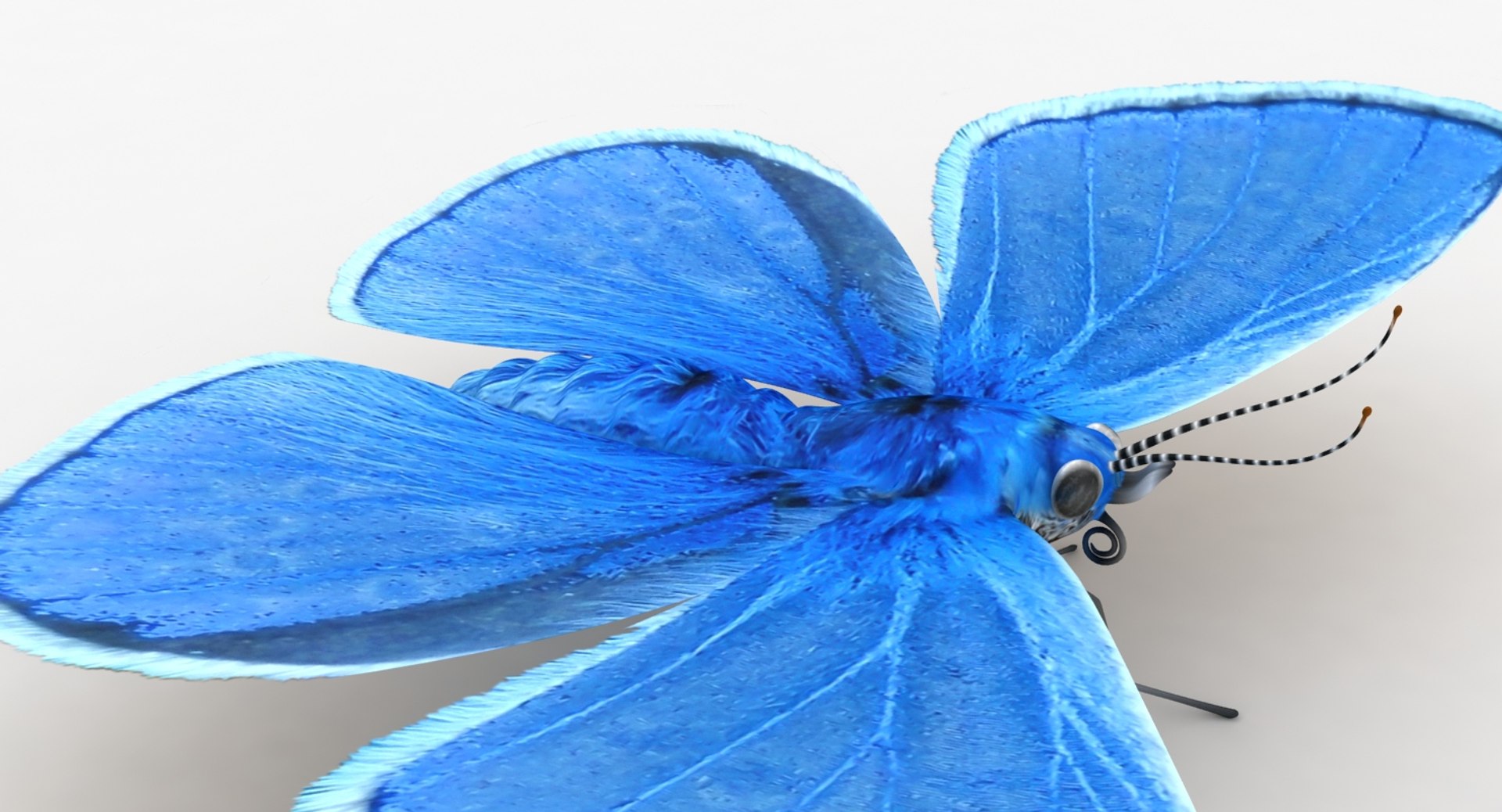 3D Model Realistic Common Blue Butterfly - TurboSquid 1270992