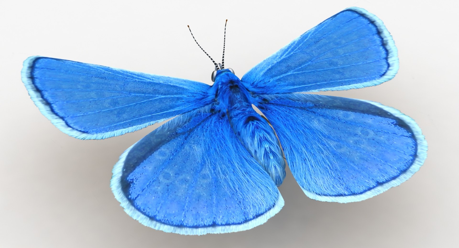 3D Model Realistic Common Blue Butterfly - TurboSquid 1270992