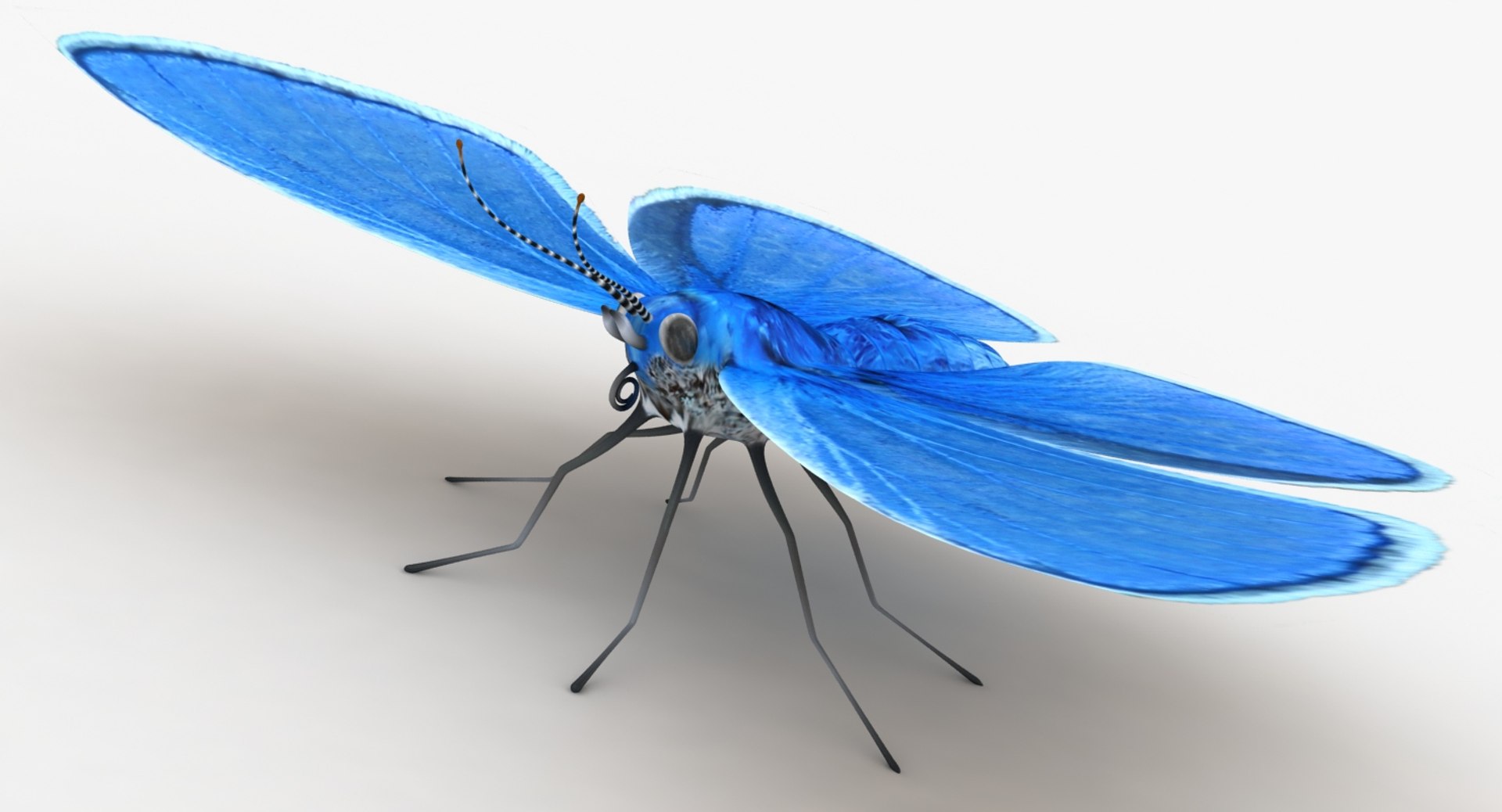 3D Model Realistic Common Blue Butterfly - TurboSquid 1270992