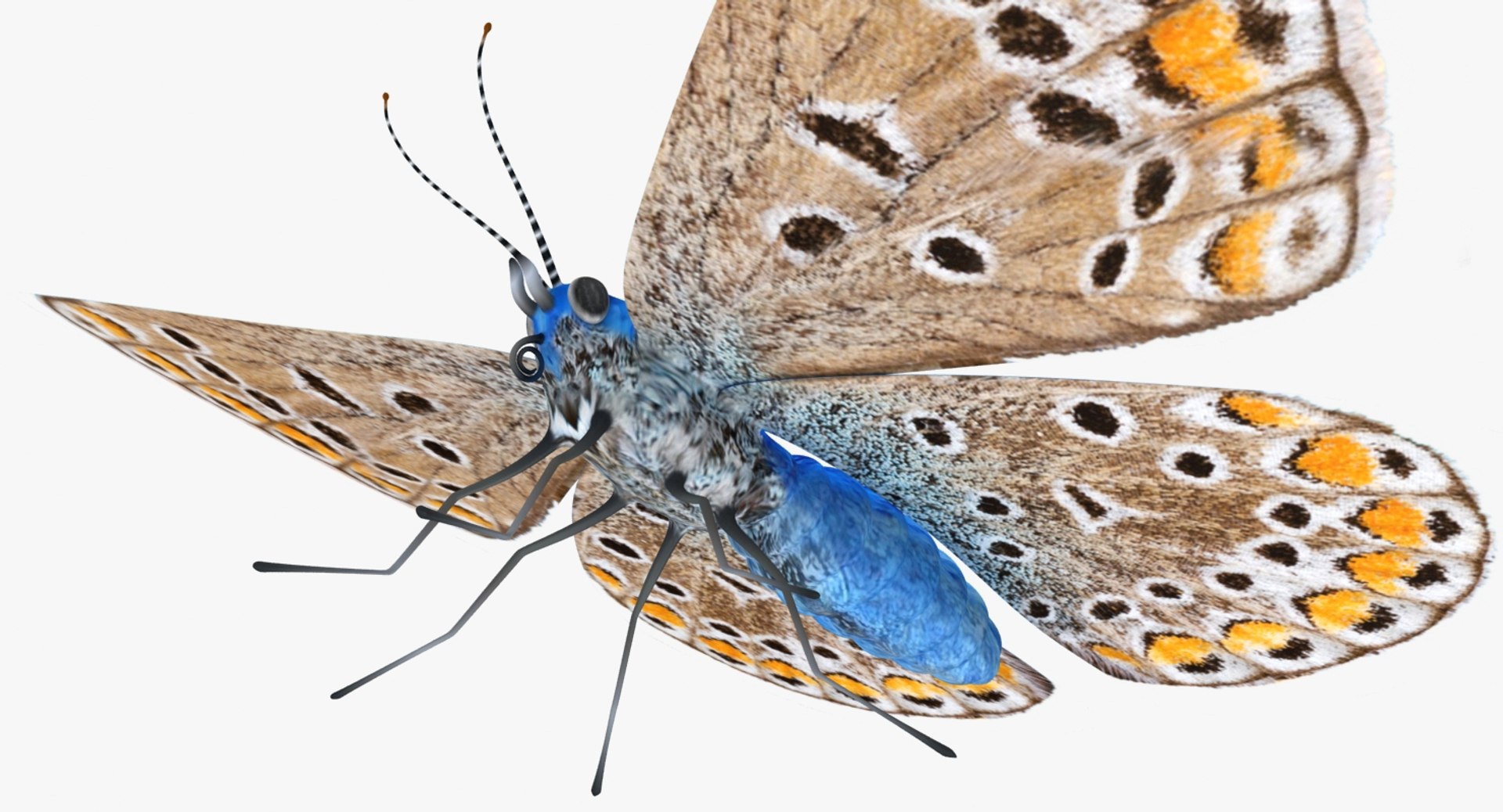 3D model realistic common blue butterfly - TurboSquid 1270992